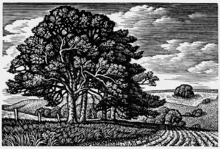 Wood Engravings – Howard Phipps